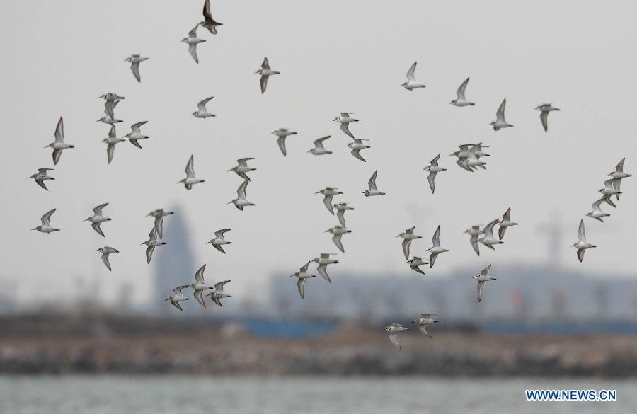Peak season of spring bird migration seen in N China's Hebei's wetland ...