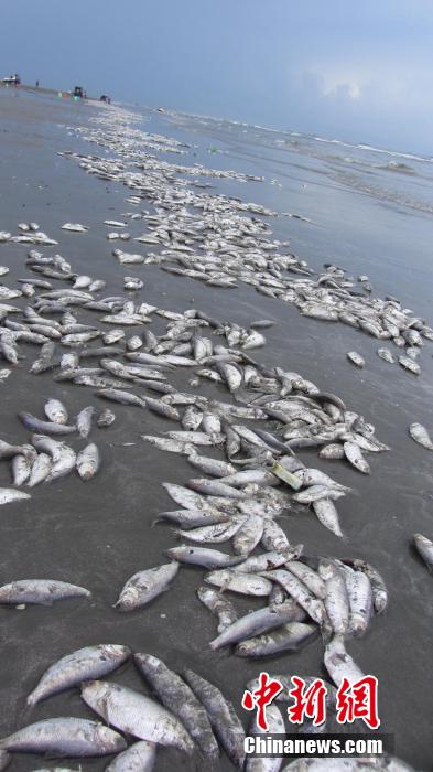 Thousands of dead fish wash up on beach in S China - China.org.cn