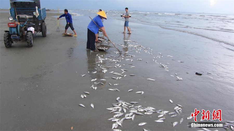 Thousands of dead fish wash up on beach in S China - China.org.cn