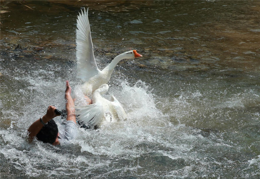The goose bully - China.org.cn