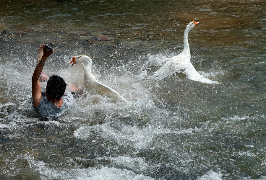 The goose bully - China.org.cn