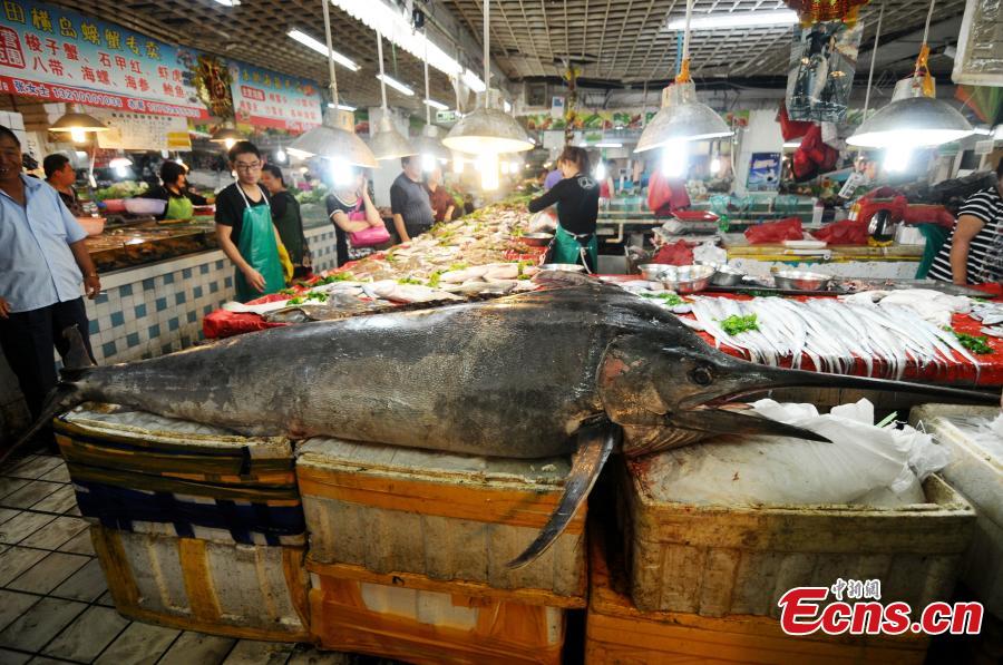 3-meter-long 'fish king' caught in Qingdao- China.org.cn