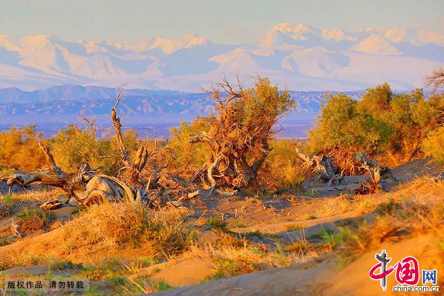 Stunning scenery of populus euphratica forest in Xinjiang - China.org.cn