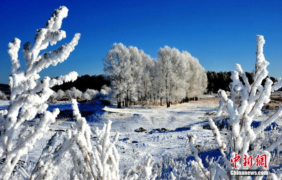 Beautiful rime in Great Khingan Mountains- China.org.cn
