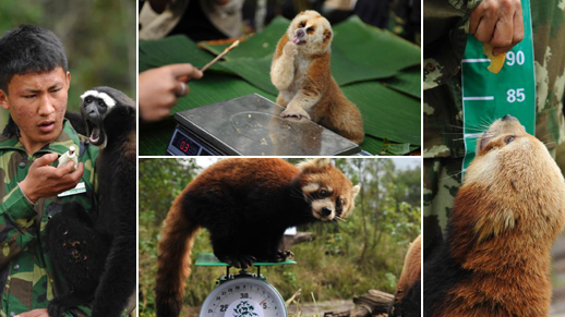 Hilarious snapshots of wild animals in Yunnan- China.org.cn