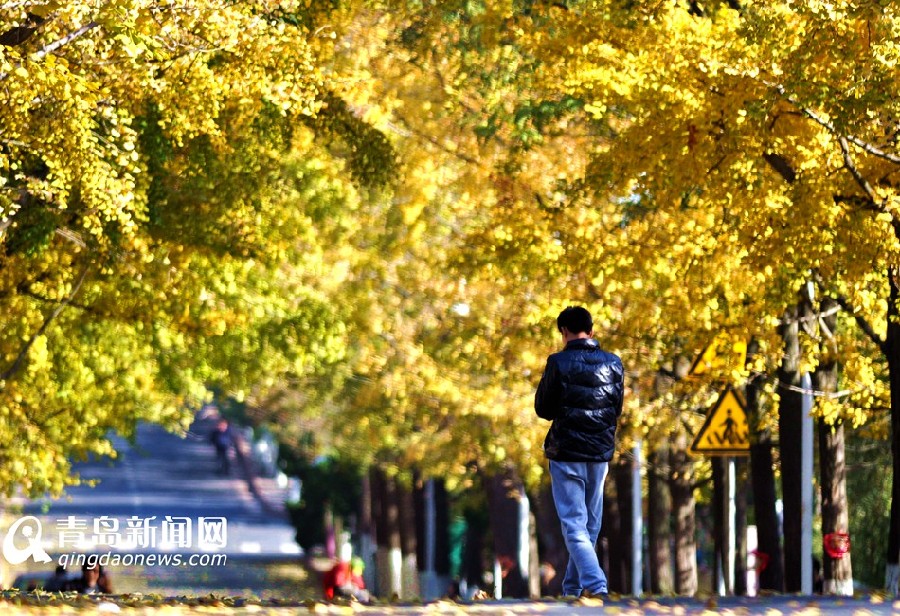Beautiful trails with gingkoes - China.org.cn