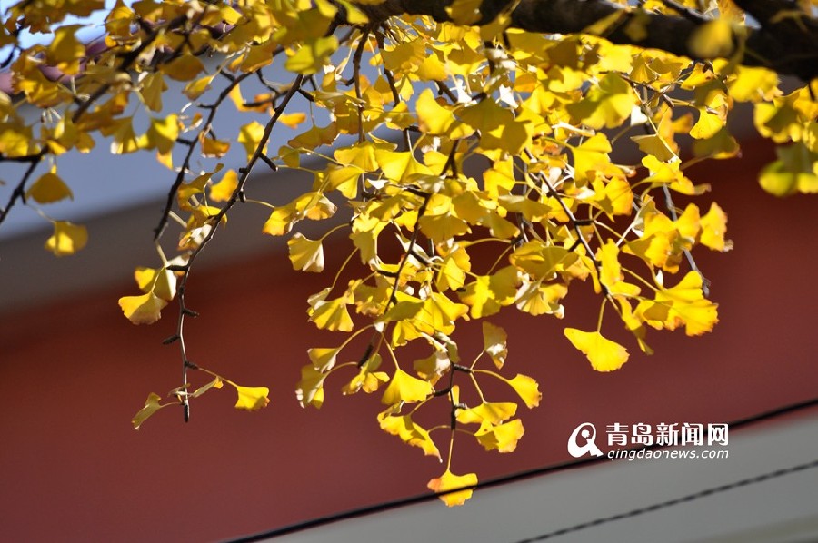 Beautiful trails with gingkoes - China.org.cn