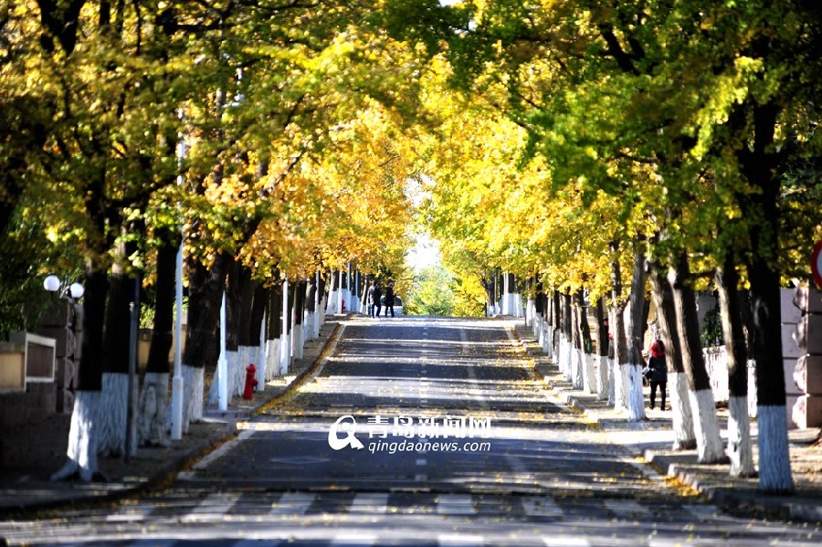 Beautiful trails with gingkoes - China.org.cn