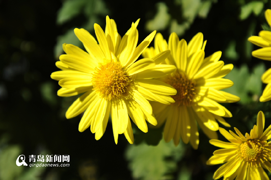 Golden chrysanthemums are blooming in Zhongshan Park - China.org.cn