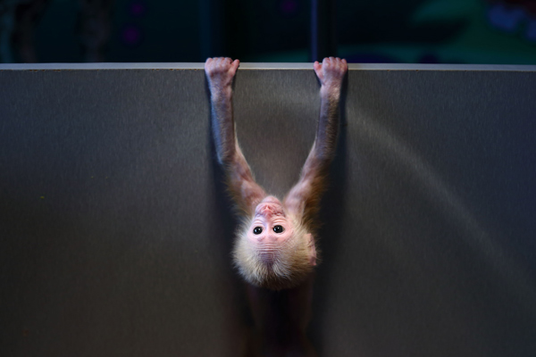 Gymnastic baby monkey wows tourists- China.org.cn