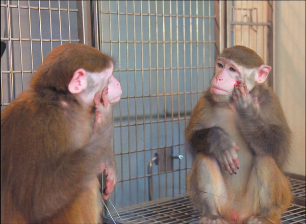 Scientists' monkey mirror breakthrough - China.org.cn