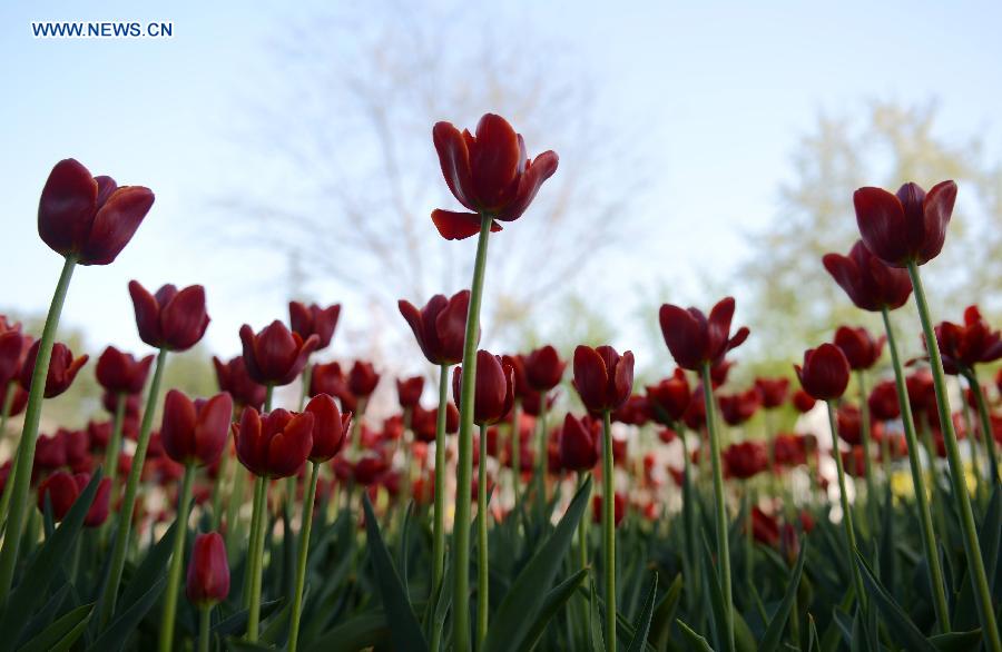 Tulips blossom in a Hebei garden- China.org.cn