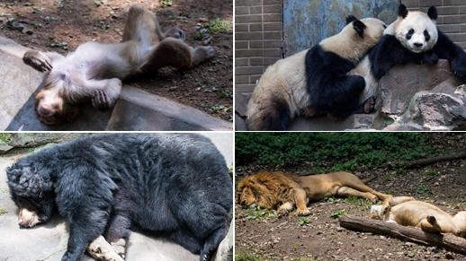 Animals at Hangzhou Zoo take a nap- China.org.cn