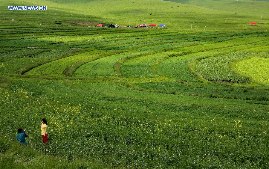 Amazing view of Bashang Grassland in China's Hebei - China.org.cn
