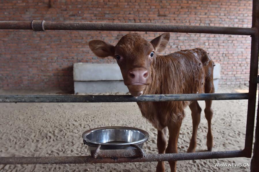 Cloned cow given birth to healthy calf in China- China.org.cn
