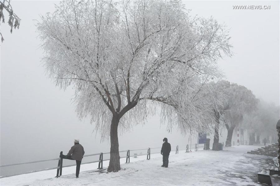 Rime scenery in NE China's Harbin - China.org.cn