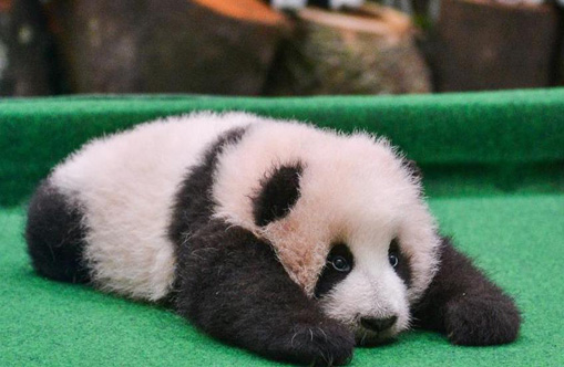 Baby panda Jingjing debuts in Malaysia - China.org.cn