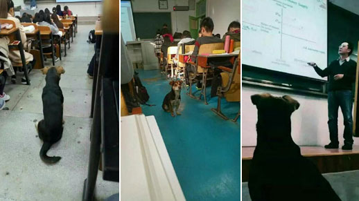 'Super scholar dog' in Wuhan University goes viral- China.org.cn