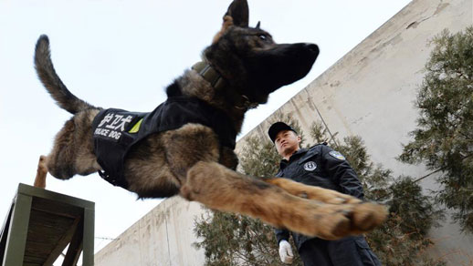 Police dogs receive training in NW China- China.org.cn