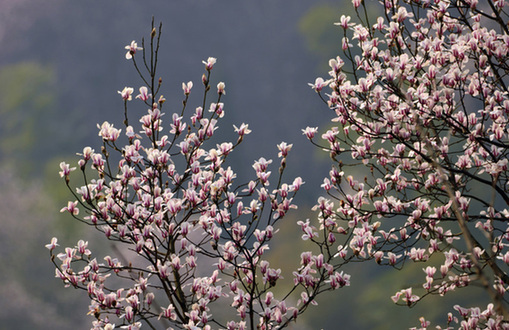 Wild magnolia flowers bloom in China's Anhui - China.org.cn