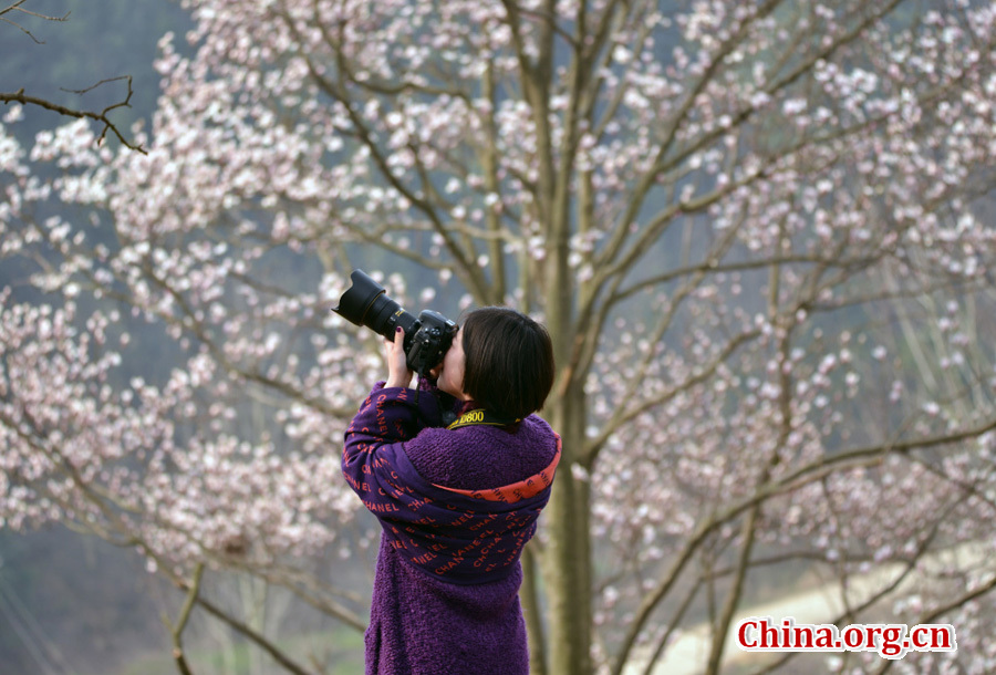 Wild magnolia flowers bloom in China's Anhui - China.org.cn