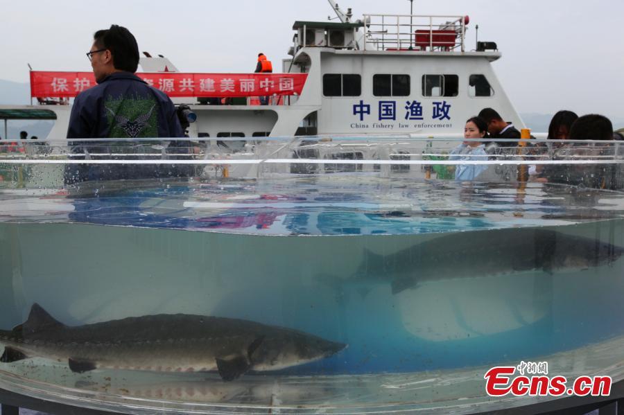 Endangered sturgeons released into Yangtze- China.org.cn