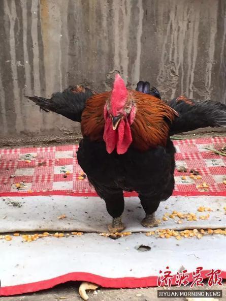 Rooster bites off claw to keep walking- China.org.cn