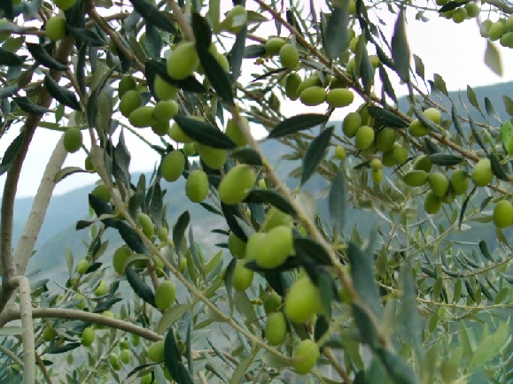 Longnan City looks to olive industry - China.org.cn