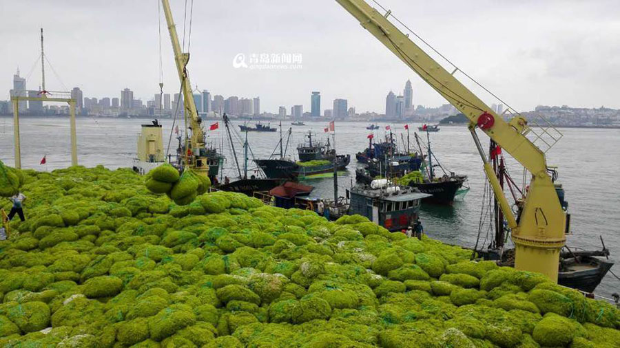 Seaweed surge gets new life in E. China- China.org.cn