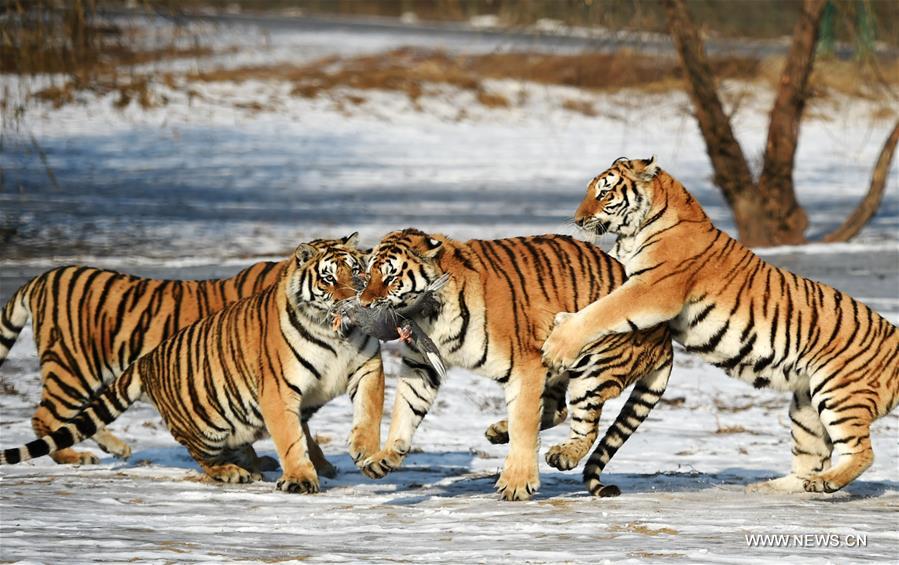 Siberian tigers catch cock in Harbin- China.org.cn