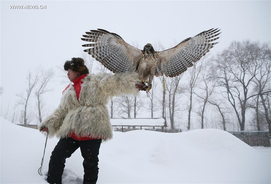 Traditional falconry in Jilin tourism festival- China.org.cn