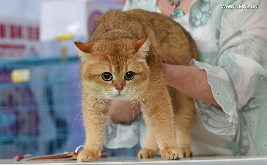 Cat show held in NE China's Shenyang- China.org.cn