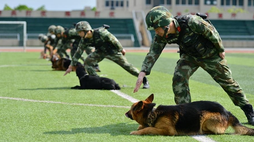 Police dogs trained in SW China- China.org.cn