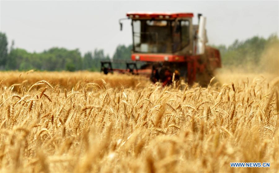 Summer wheat harvested across China- China.org.cn