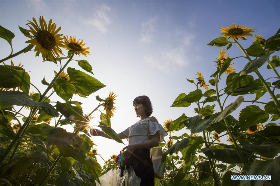 Blossoming sunflowers in E China - China.org.cn