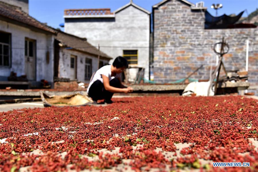 Farmers harvest Sichuan pepper in Hebei- China.org.cn