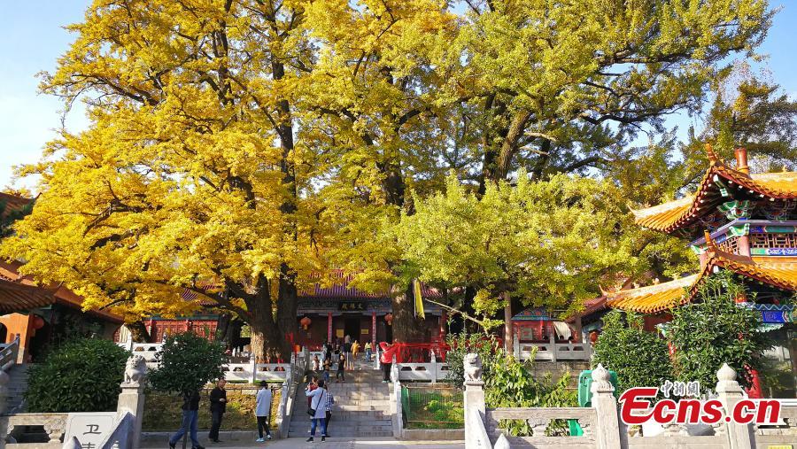 2,800-year-old gingko trees attract tourists to temple- China.org.cn