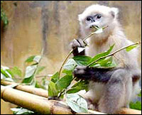 La Chine vient de réussir la reproduction artificielle du singe au nez ...