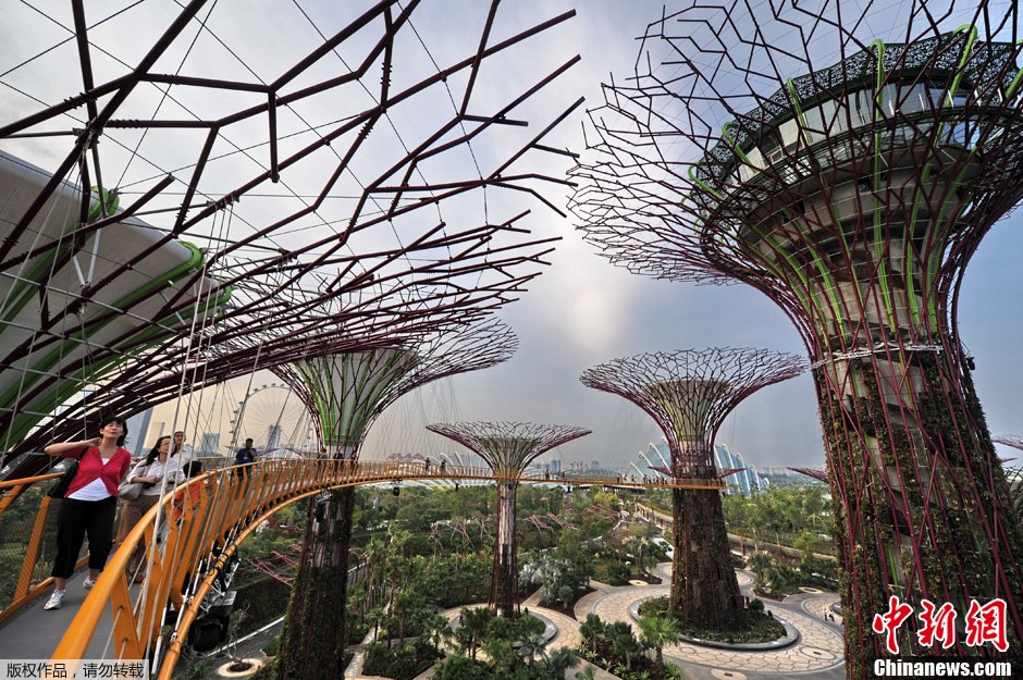 新加坡人造“超级树”开放 体验树顶漫步感觉_新闻台_中国网络电视台