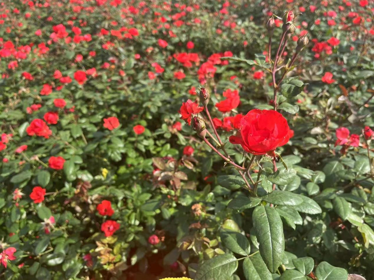 四川华蓥：乡贤模范助力乡村治理_中国国情_中国网