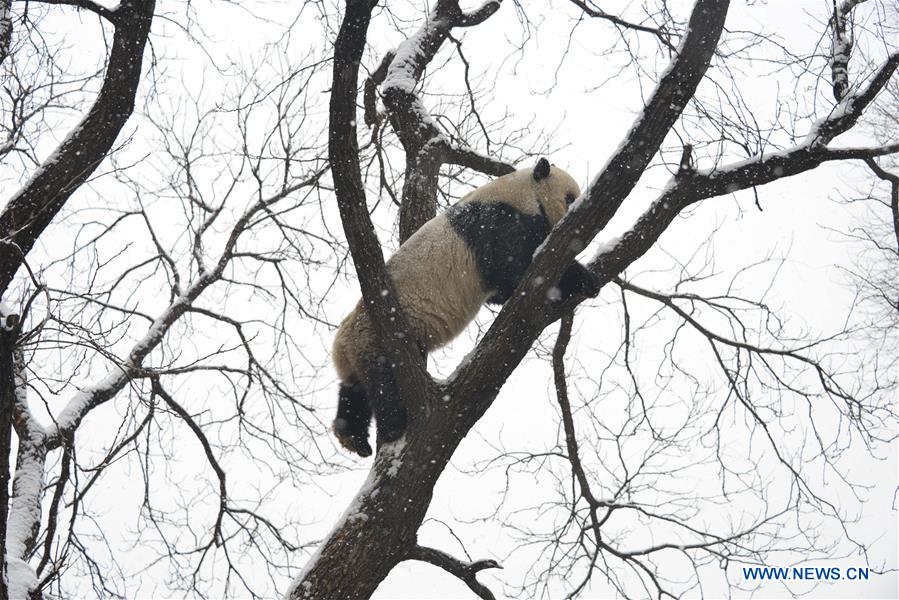 Les pandas géants du zoo de Beijing jouent dans la neige