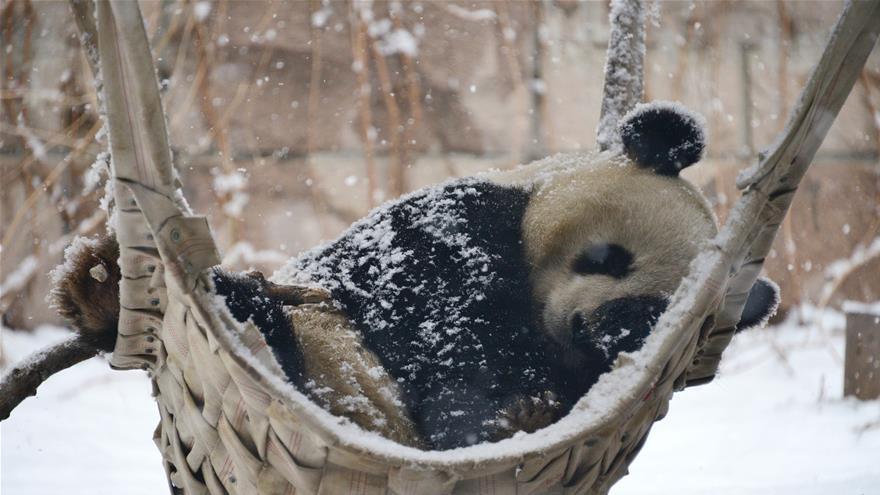Les pandas géants du zoo de Beijing jouent dans la neige
