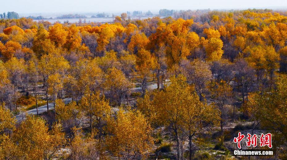 Xinjiang : la beauté de la forêt de peupliers d’Awat