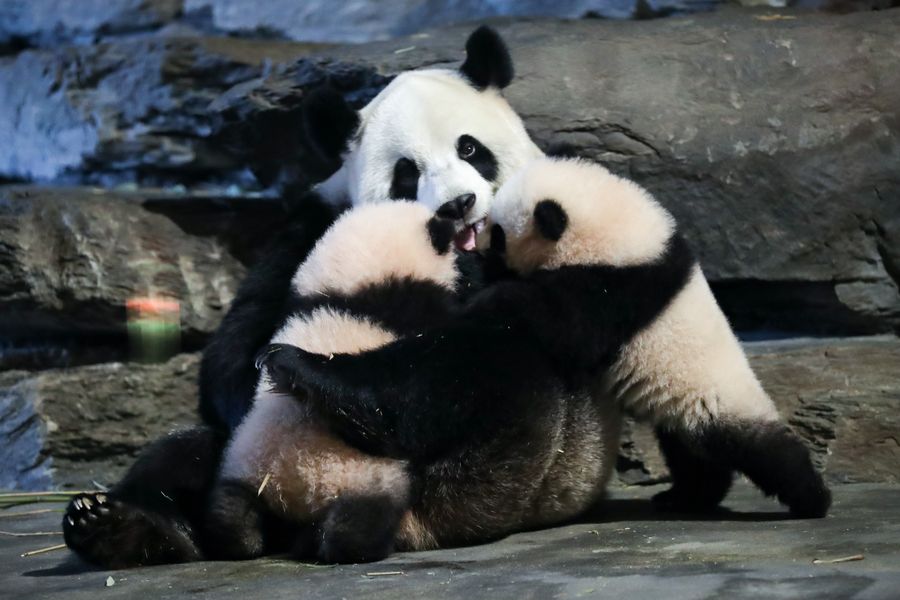 Les deux petits pandas géants nés en Belgique remportent la médaille d ...