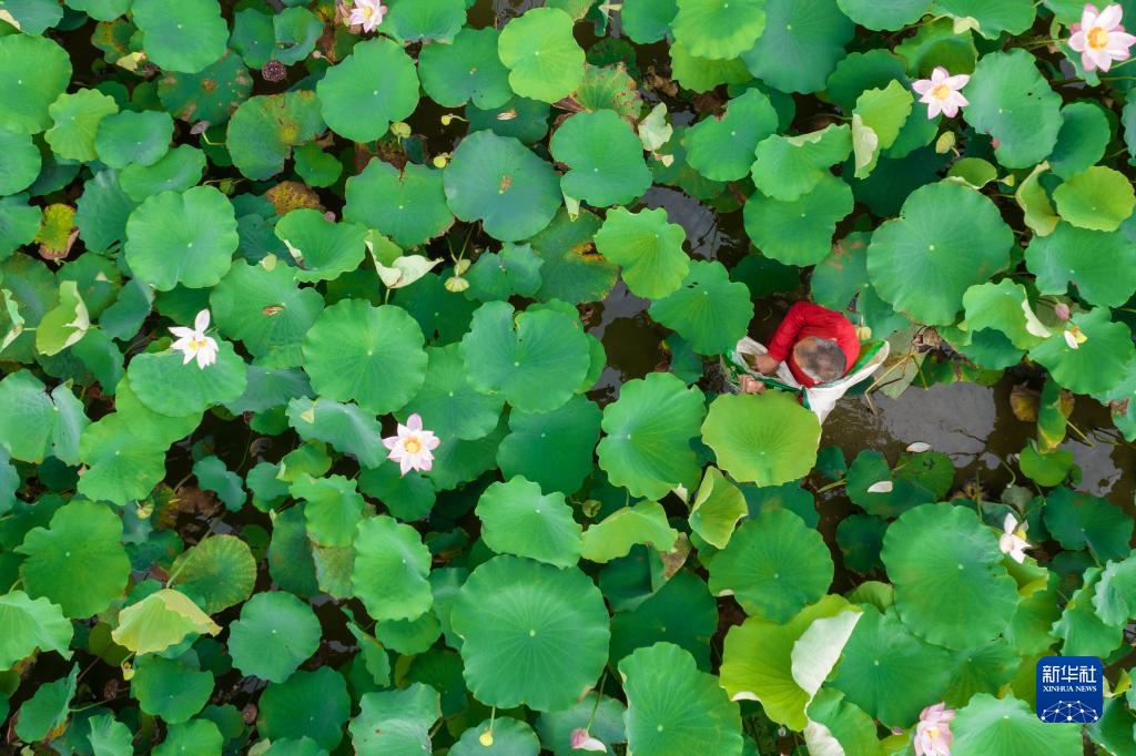 Cueillette de lotus d'été au Hunan