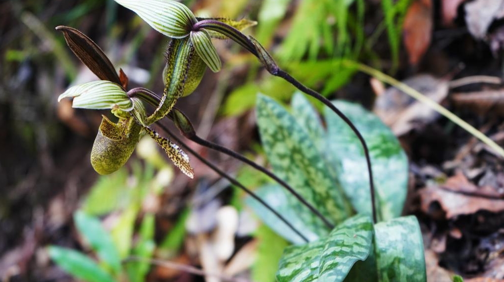 Une espèce rare d’orchidée découverte dans la province du Yunnan
