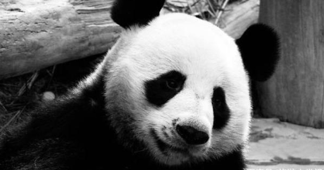 Chinesische Experten untersuchen den Tod eines Pandas in Thailand_China ...