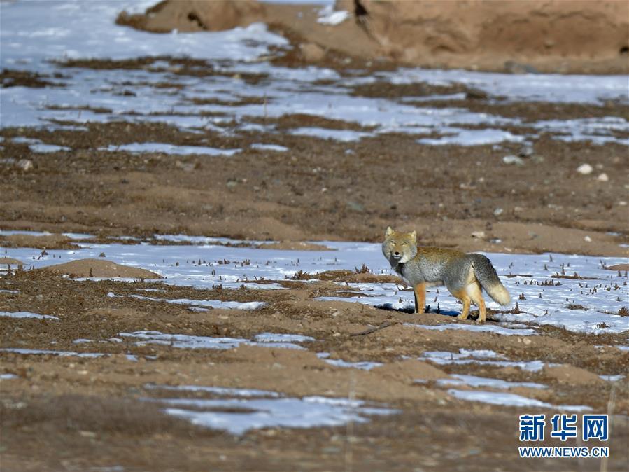 Wildtiere auf der Hochplateausteppe in Qinghai_China.org.cn