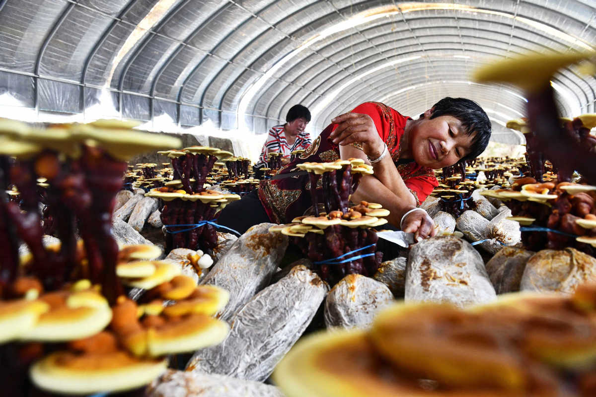 Lingzhi-Pilze geben ländlicher Revitalisierung neue Impulse_China.org.cn