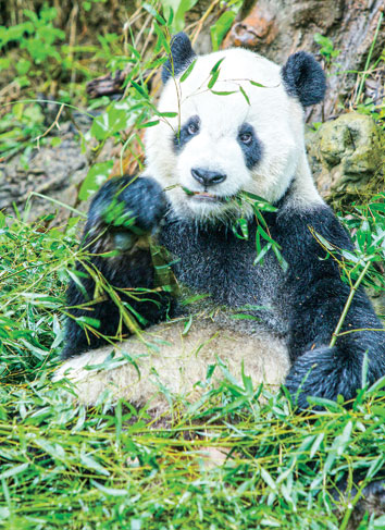 Kritik an Tsais Gleichgültigkeit gegenüber dem Tod von Panda „Tuan Tuan ...